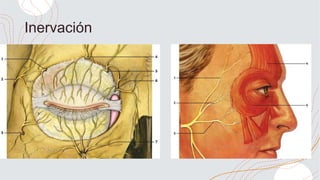 Anatomía palpebral.pptx