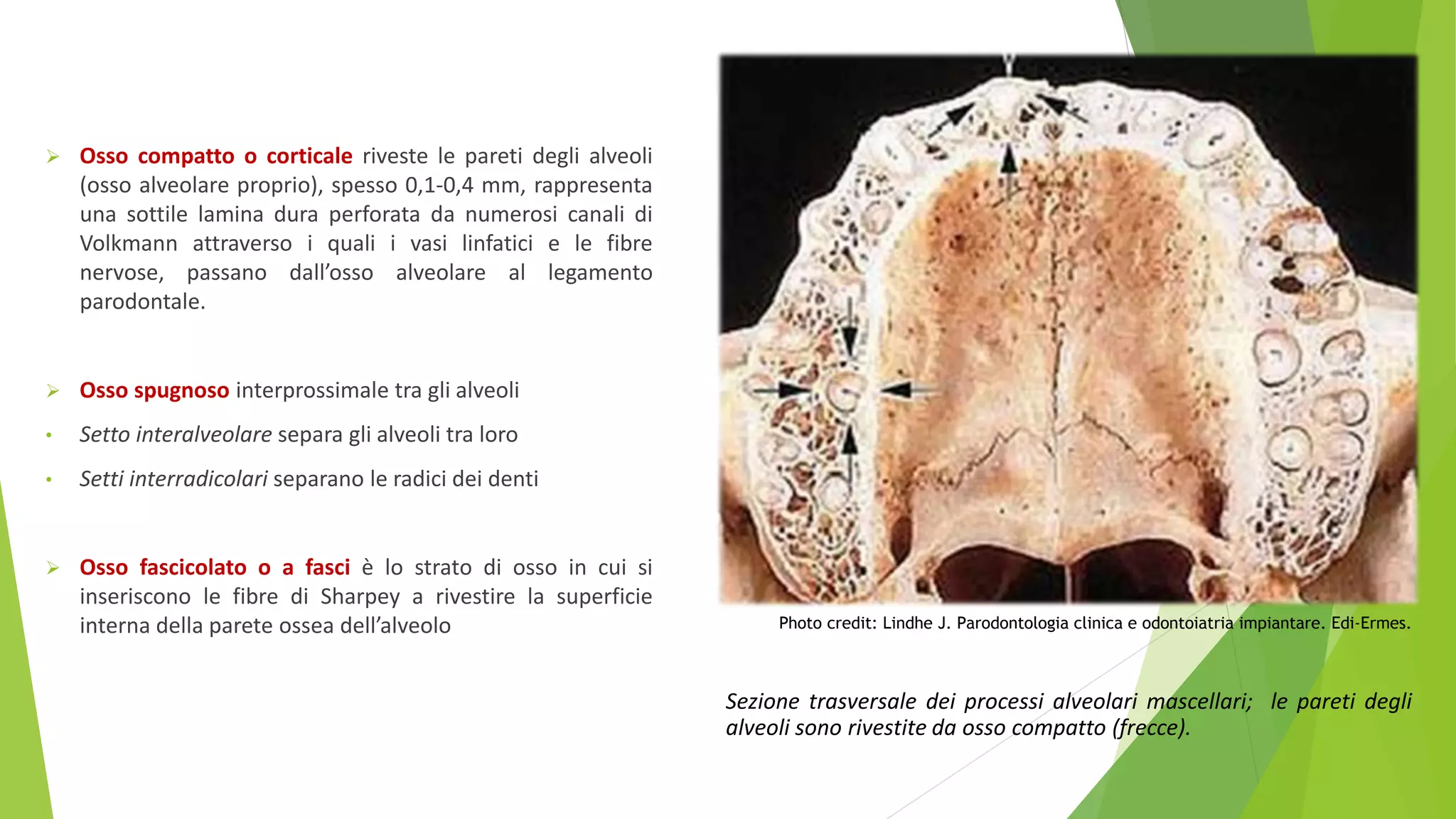 Anatomia parodontale | PPTX