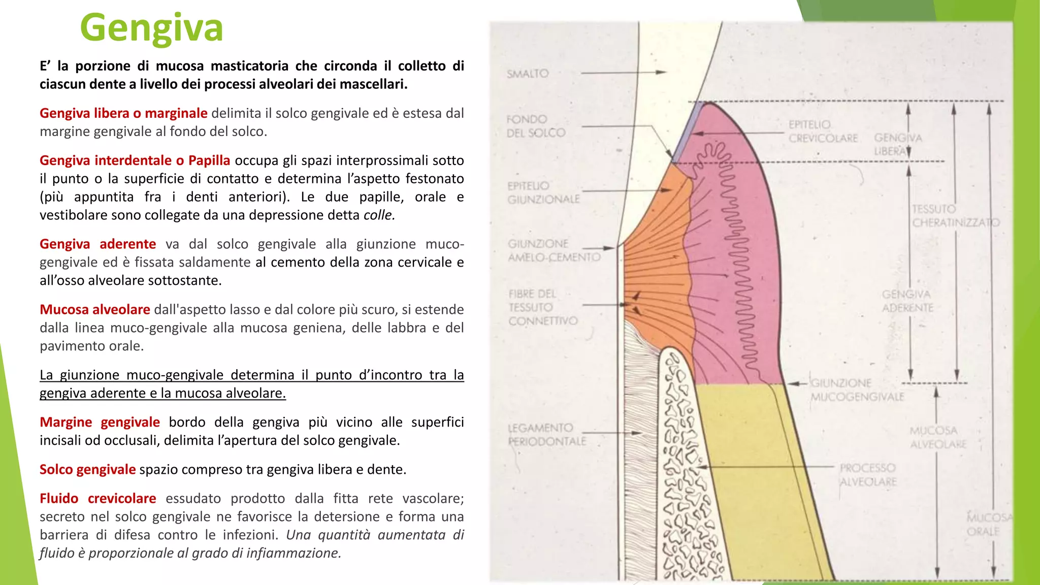 Anatomia parodontale | PPTX