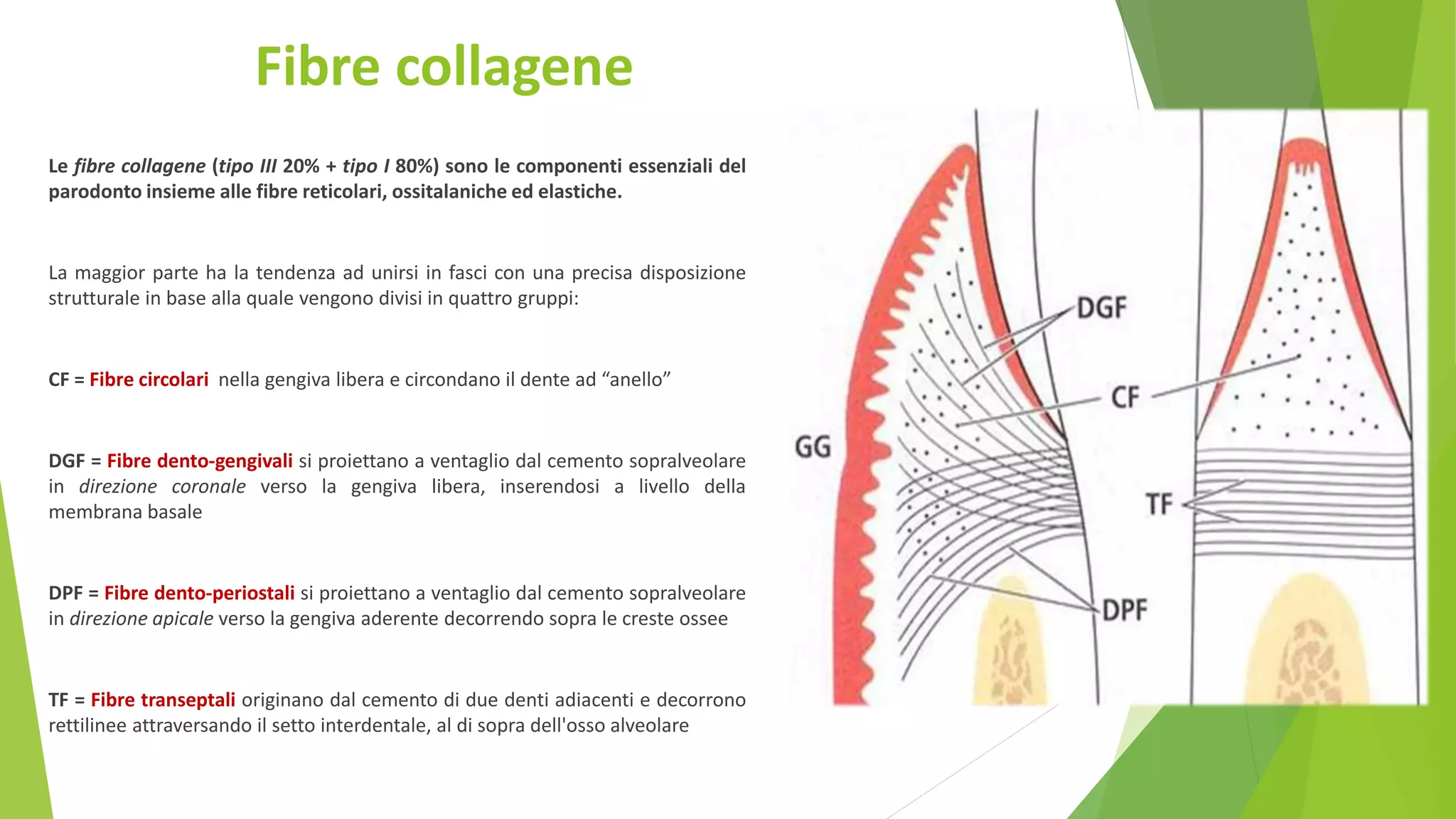 Anatomia parodontale | PPTX