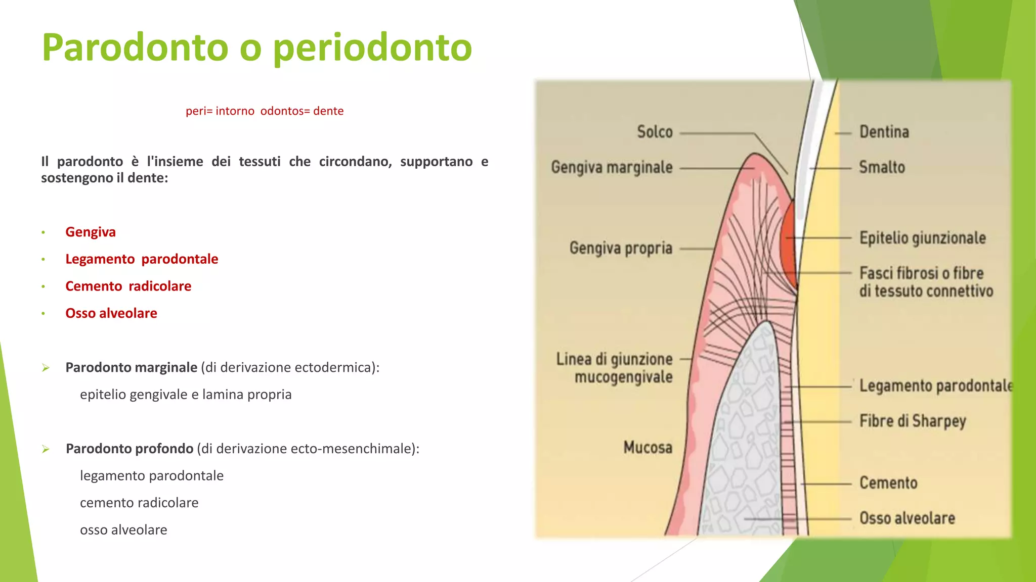 Anatomia parodontale