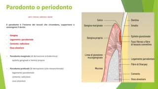 Anatomia parodontale | PPTX