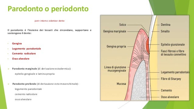Anatomia parodontale