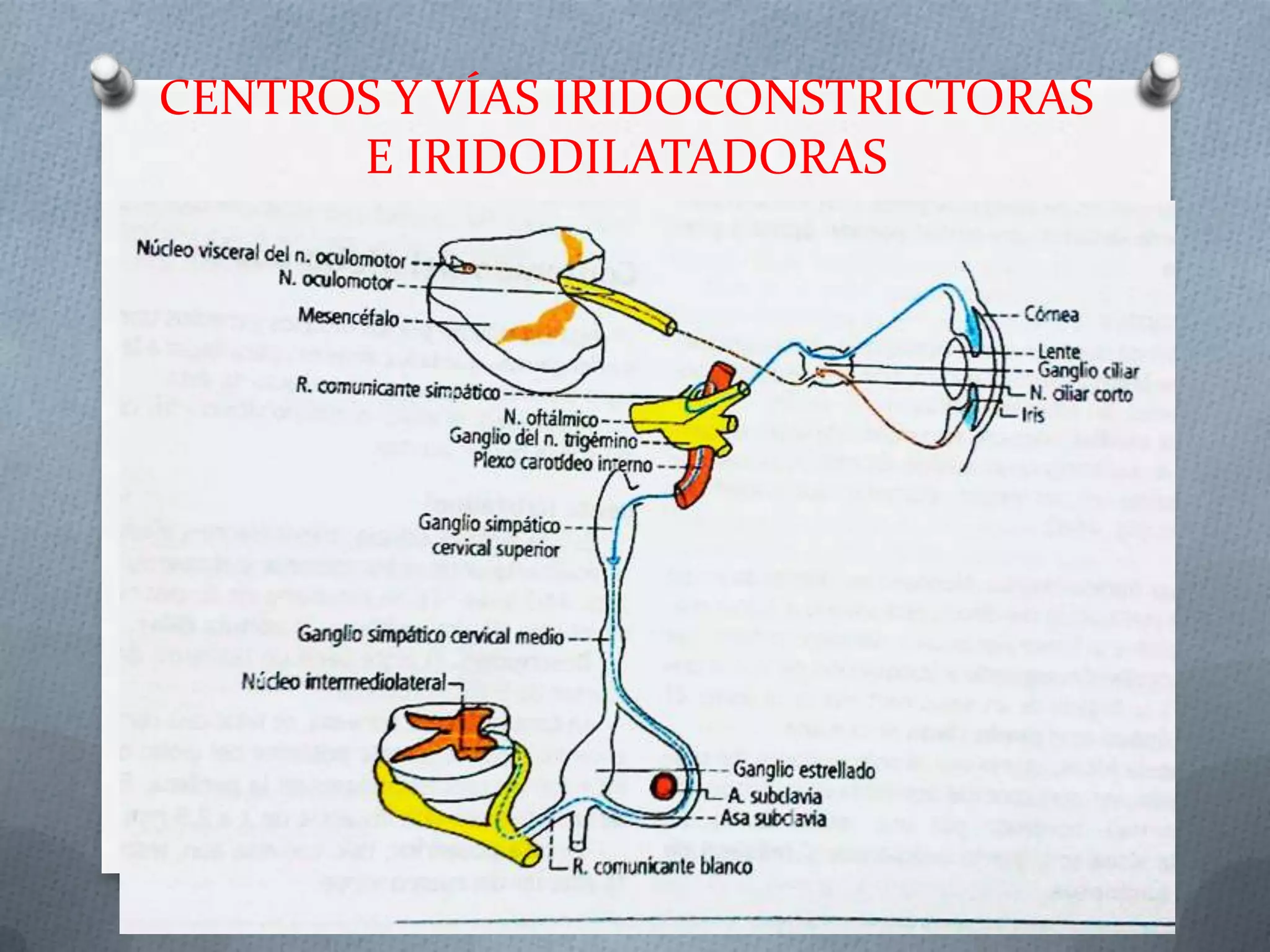 Anatomia ojo | PPT