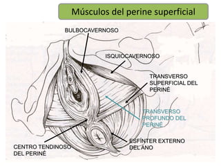 Anatomia pelvis - Dr.Iñigo Fernández | PPTX