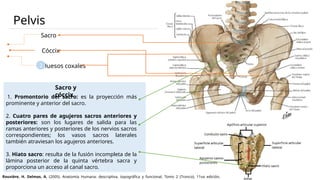 anatomia pelvis femenina ANDREA (3).pptx