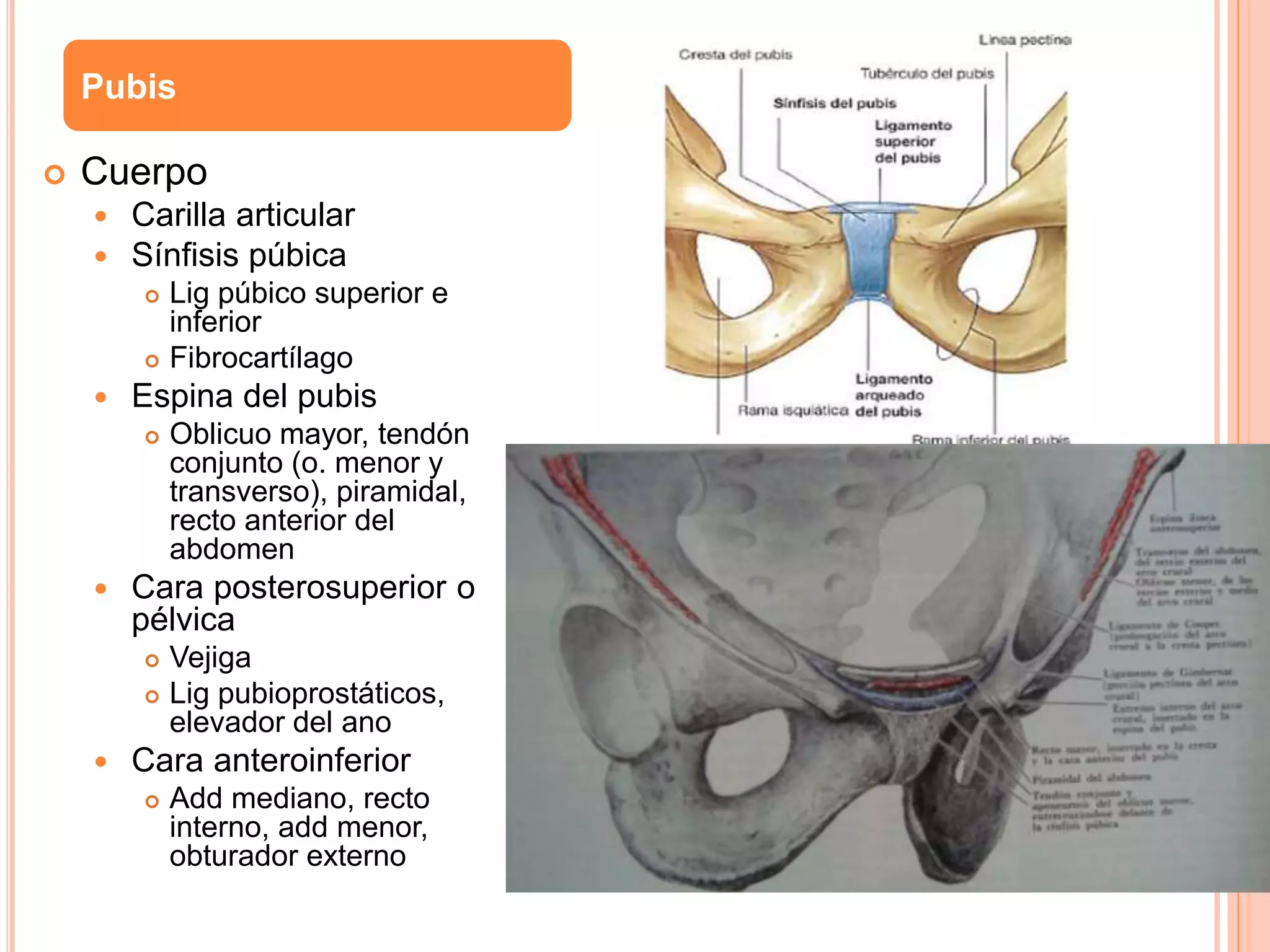 Anatomia de pelvis y cadera | PDF