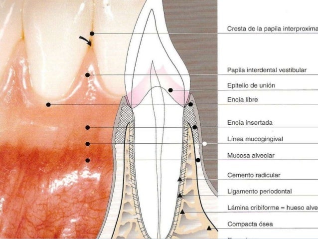 Anatomia periodontal