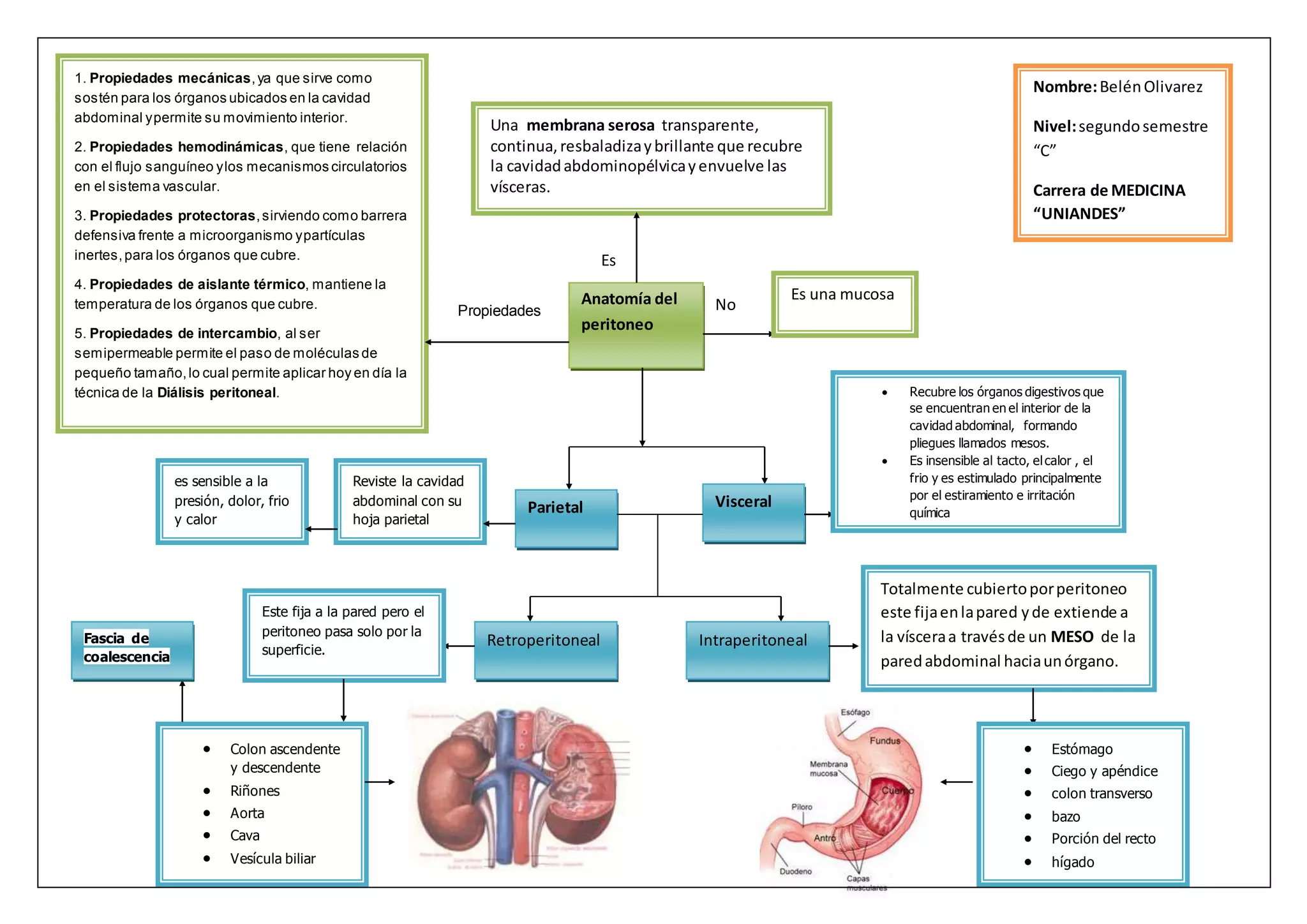 Anatomia peritoneo | DOCX