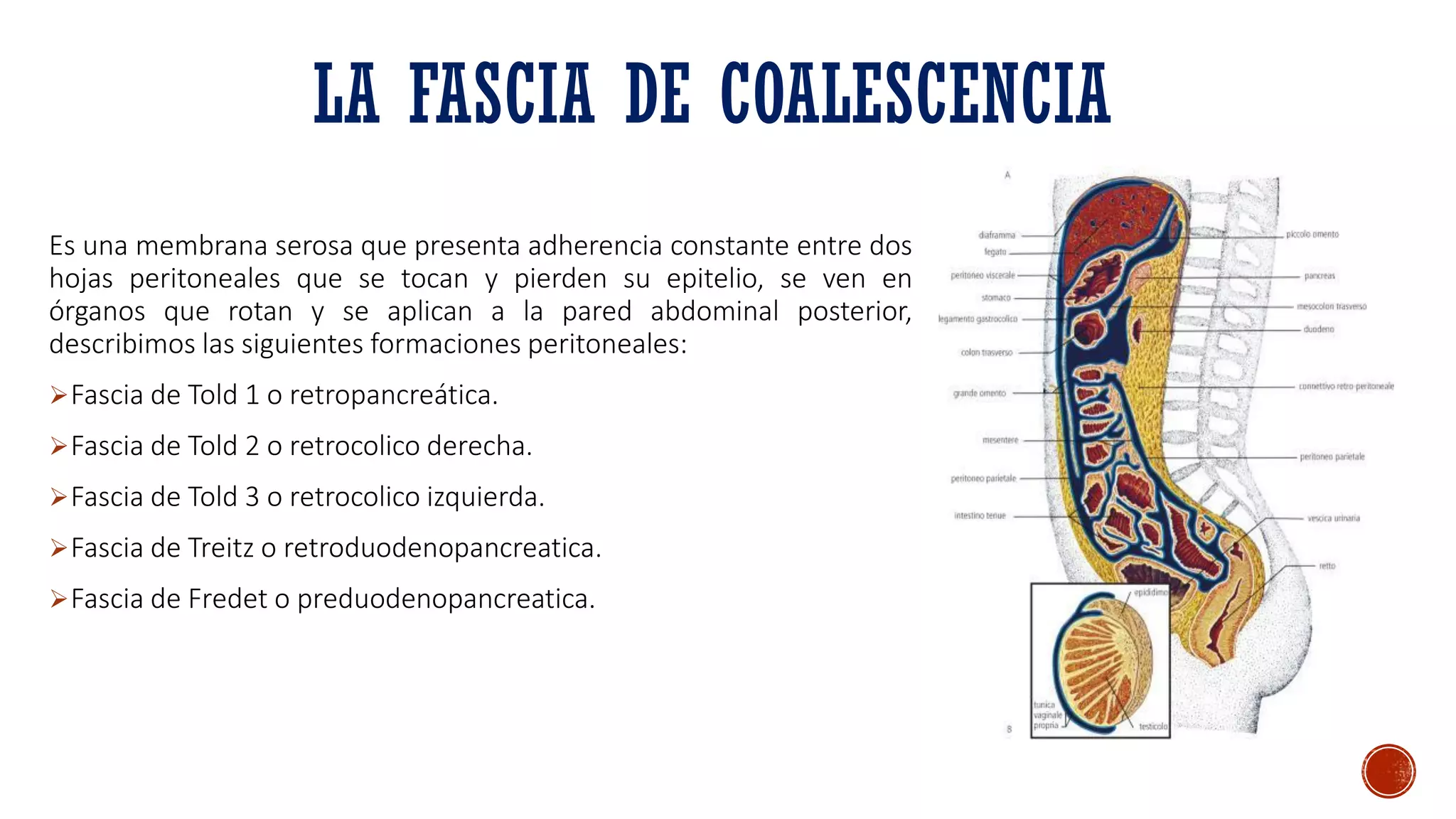 Anatomia peritoneo y cavidad abdominal | PDF | Surgery | Medical Health
