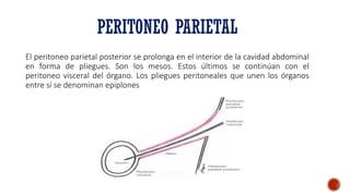 Anatomia peritoneo y cavidad abdominal | PDF