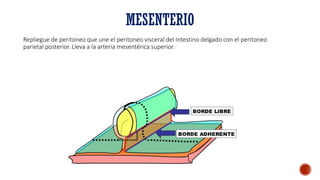 Anatomia peritoneo y cavidad abdominal | PDF