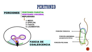 Anatomia peritoneo y cavidad abdominal | PDF