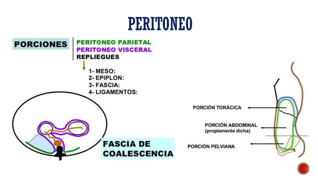 Anatomia peritoneo y cavidad abdominal | PDF | Surgery | Medical Health