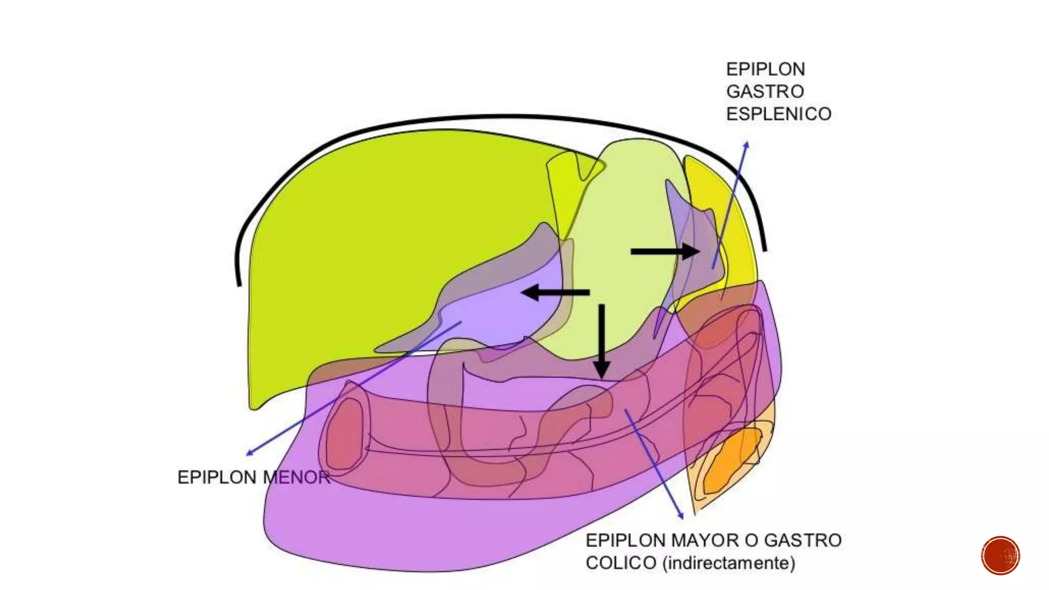 Anatomia peritoneo y cavidad abdominal | PPTX