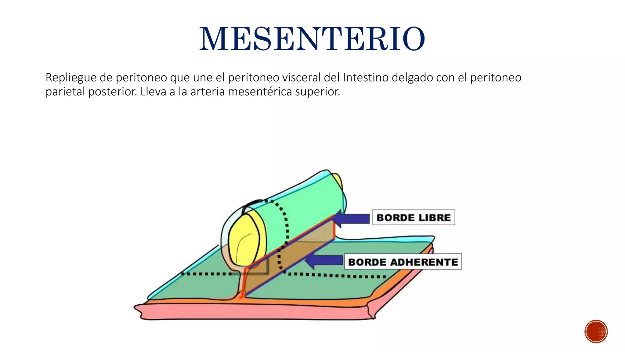 Anatomia peritoneo y cavidad abdominal | PPTX