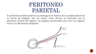 Anatomia peritoneo y cavidad abdominal | PPTX