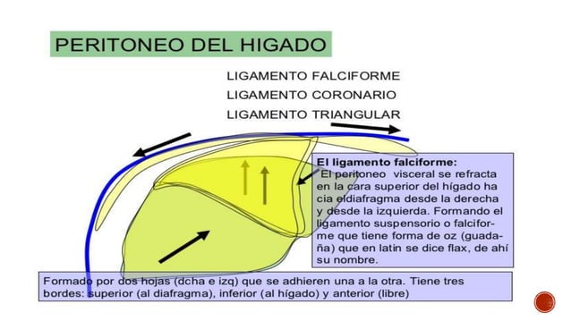Anatomia peritoneo y cavidad abdominal | PPT