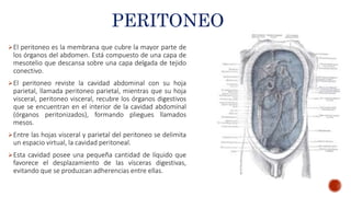 Anatomia peritoneo y cavidad abdominal | PPTX