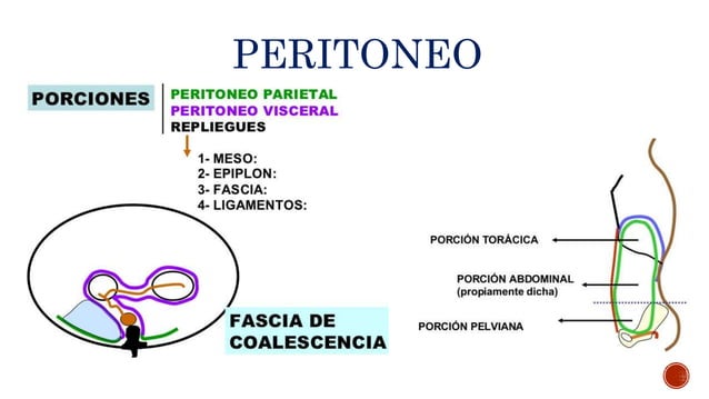 Anatomia peritoneo y cavidad abdominal | PPT