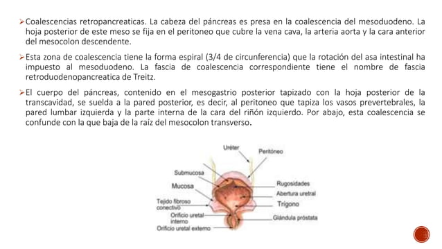 Anatomia peritoneo y cavidad abdominal | PPT