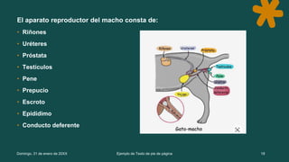 ANATOMIA PERROS Y GATOS los granjeros (1).pptx