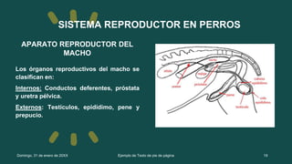 ANATOMIA PERROS Y GATOS los granjeros (1).pptx