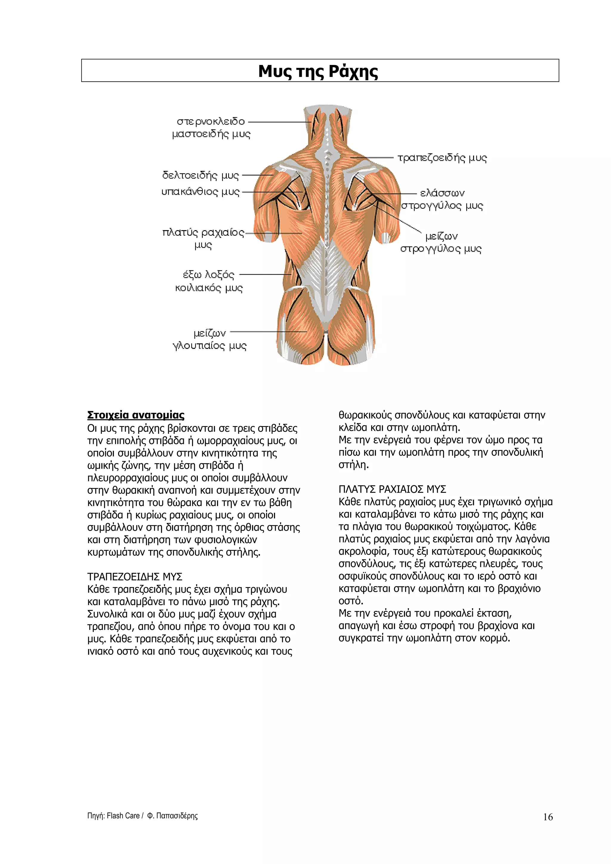 ΑΝΑΤΟΜΙΑ-ΦΥΣΙΟΛΟΓΙΑ | PDF