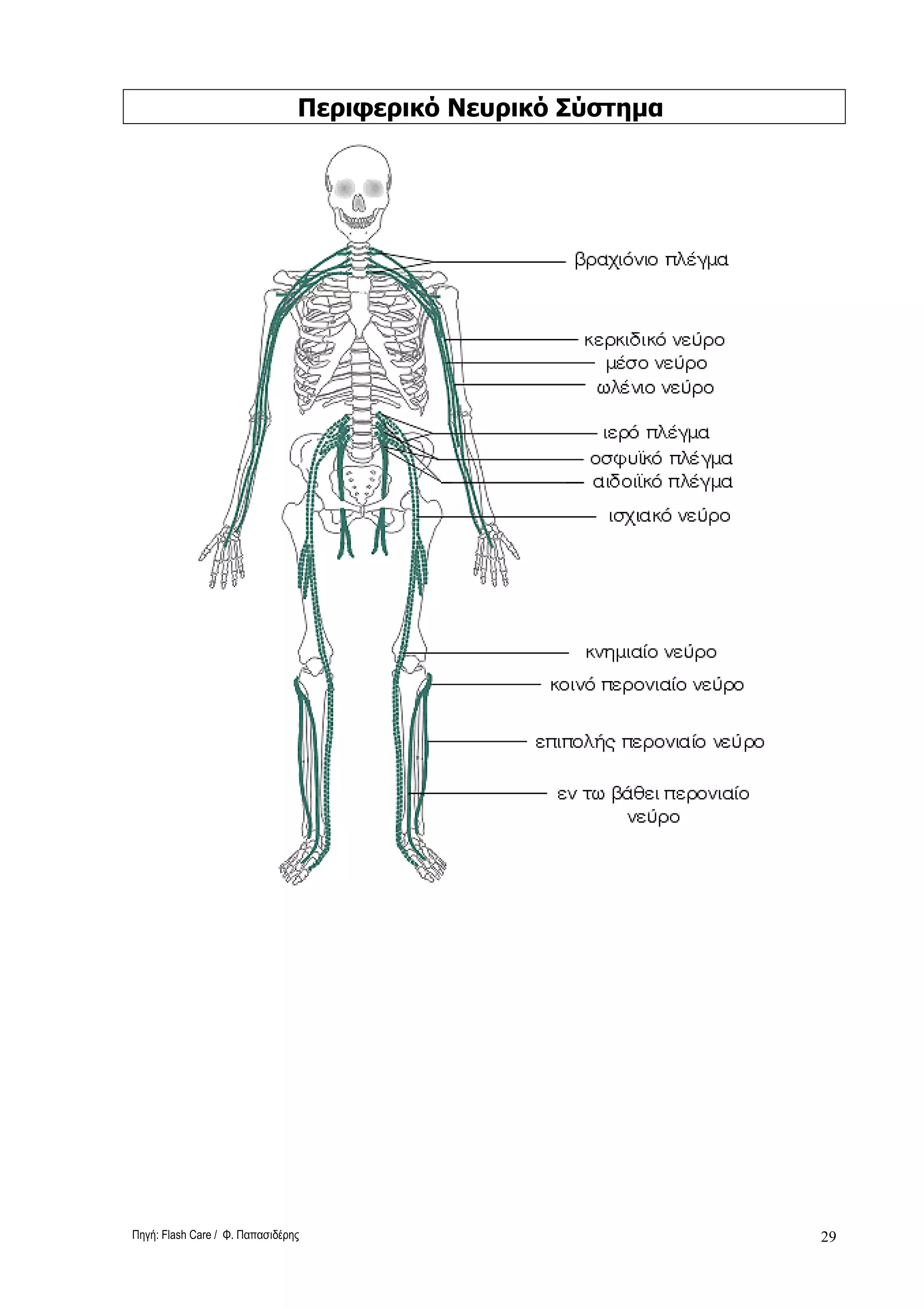 ΑΝΑΤΟΜΙΑ-ΦΥΣΙΟΛΟΓΙΑ | PDF