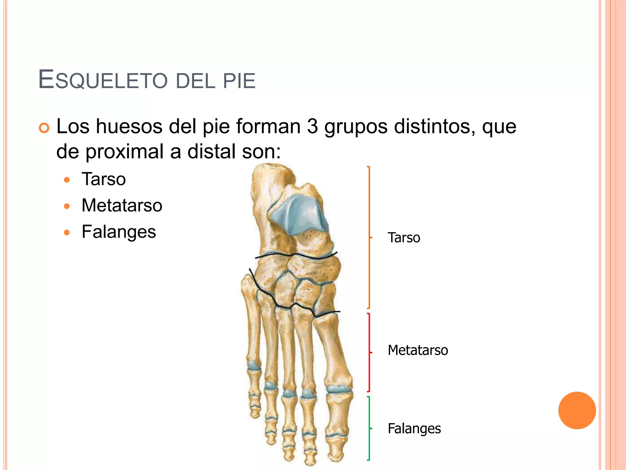 Anatomía De Los Huesos Del Tarso Bones Of The Foot: The Tarsal Bones