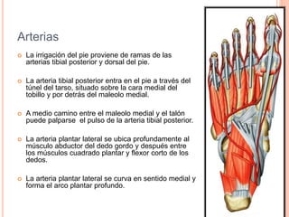 anatomia Pie.ppt