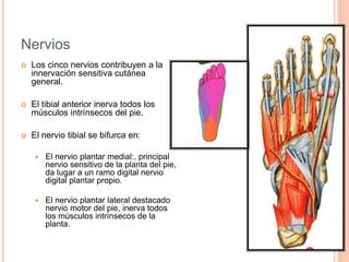 anatomia Pie.ppt