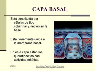 Anatomia piel | PPT