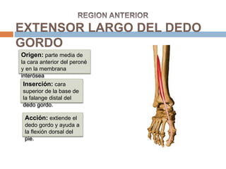 Anatomia pierna | PPTX