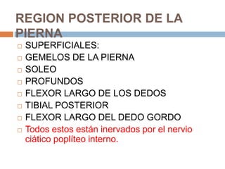 Anatomia pierna | PPTX