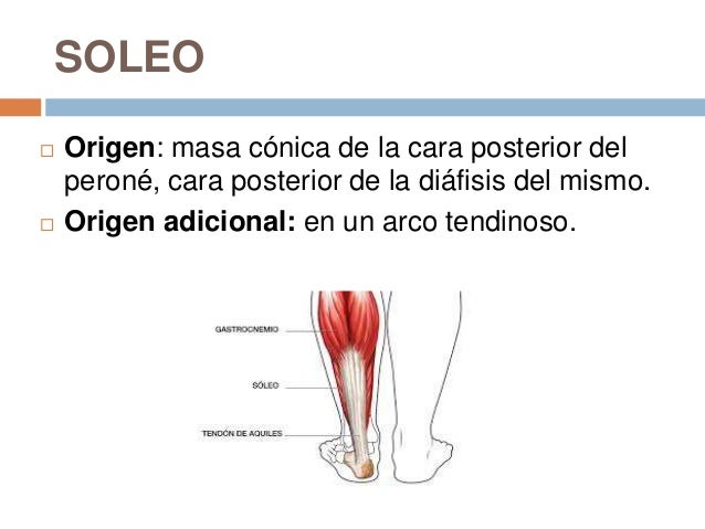 Anatomia pierna