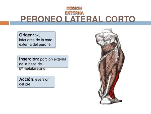 Anatomia pierna