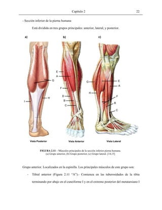 Anatomia pierna | PDF