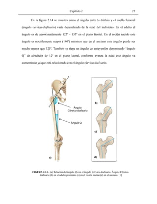 Anatomia pierna | PDF