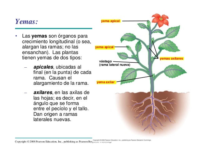 Anatomia plantas vasculares basico