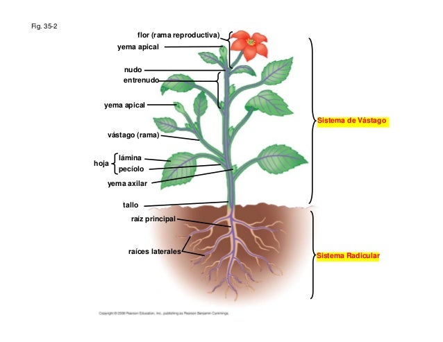 Anatomia plantas vasculares basico