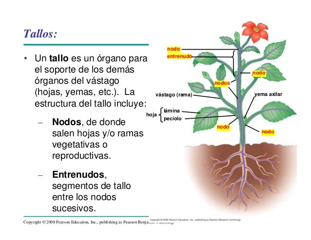 Anatomia plantas vasculares basico