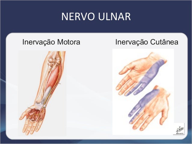 ANATOMIA PLEXO BRAQUIAL