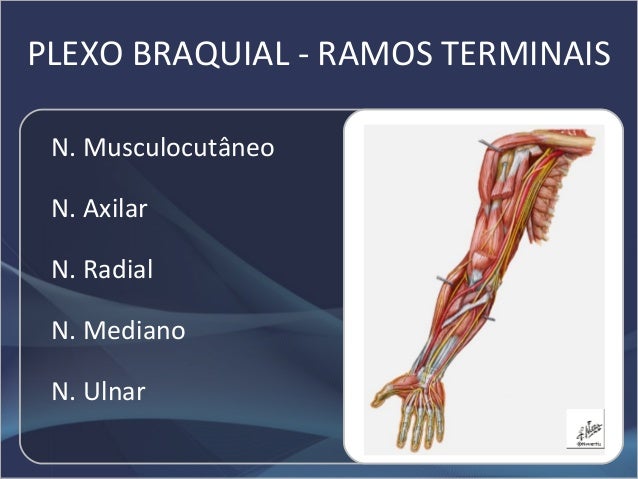 ANATOMIA PLEXO BRAQUIAL