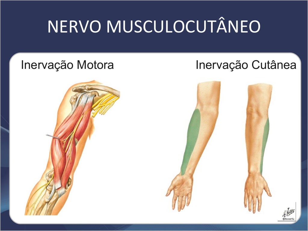 ANATOMIA PLEXO BRAQUIAL