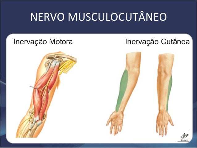 ANATOMIA PLEXO BRAQUIAL