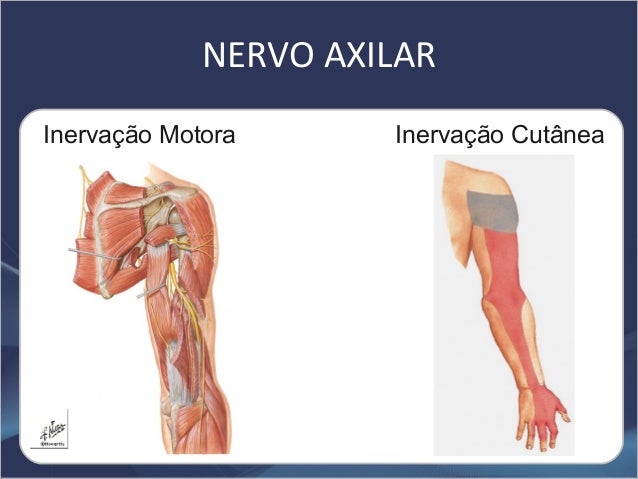 ANATOMIA PLEXO BRAQUIAL