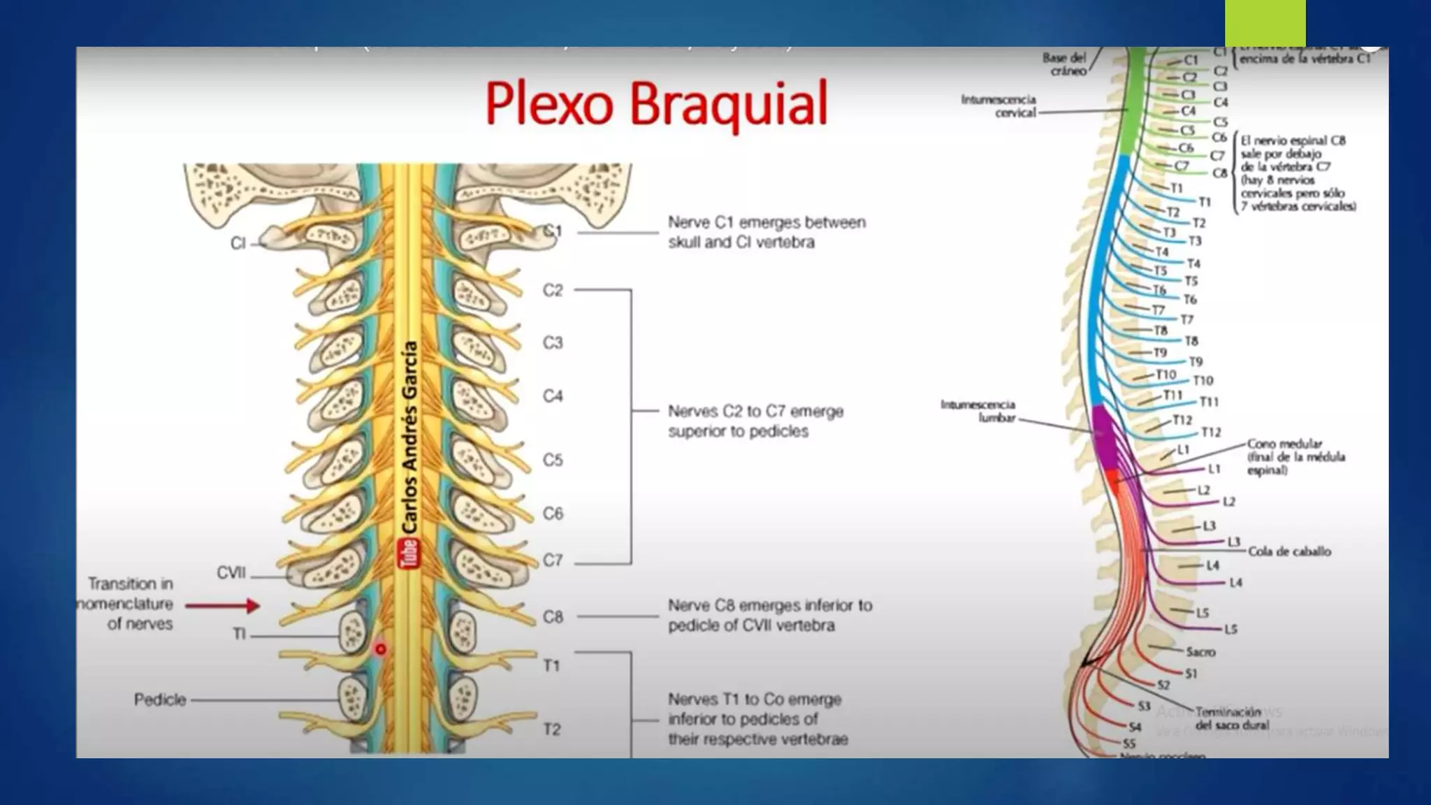 ANATOMIA PLEXO BRAQUIAL.pptx