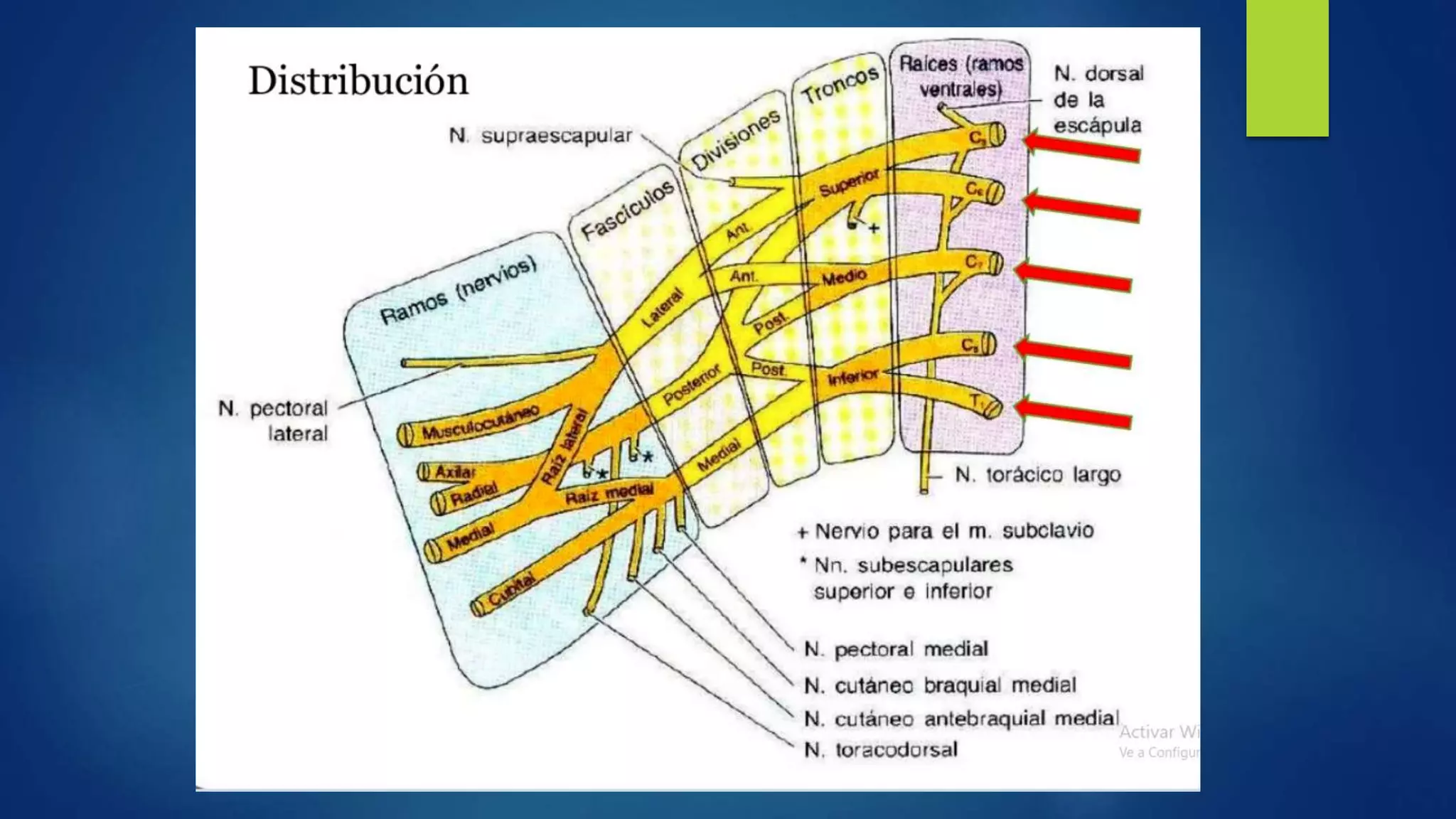 ANATOMIA PLEXO BRAQUIAL.pptx
