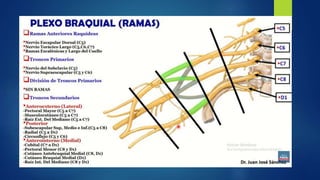 ANATOMIA PLEXO BRAQUIAL.pptx